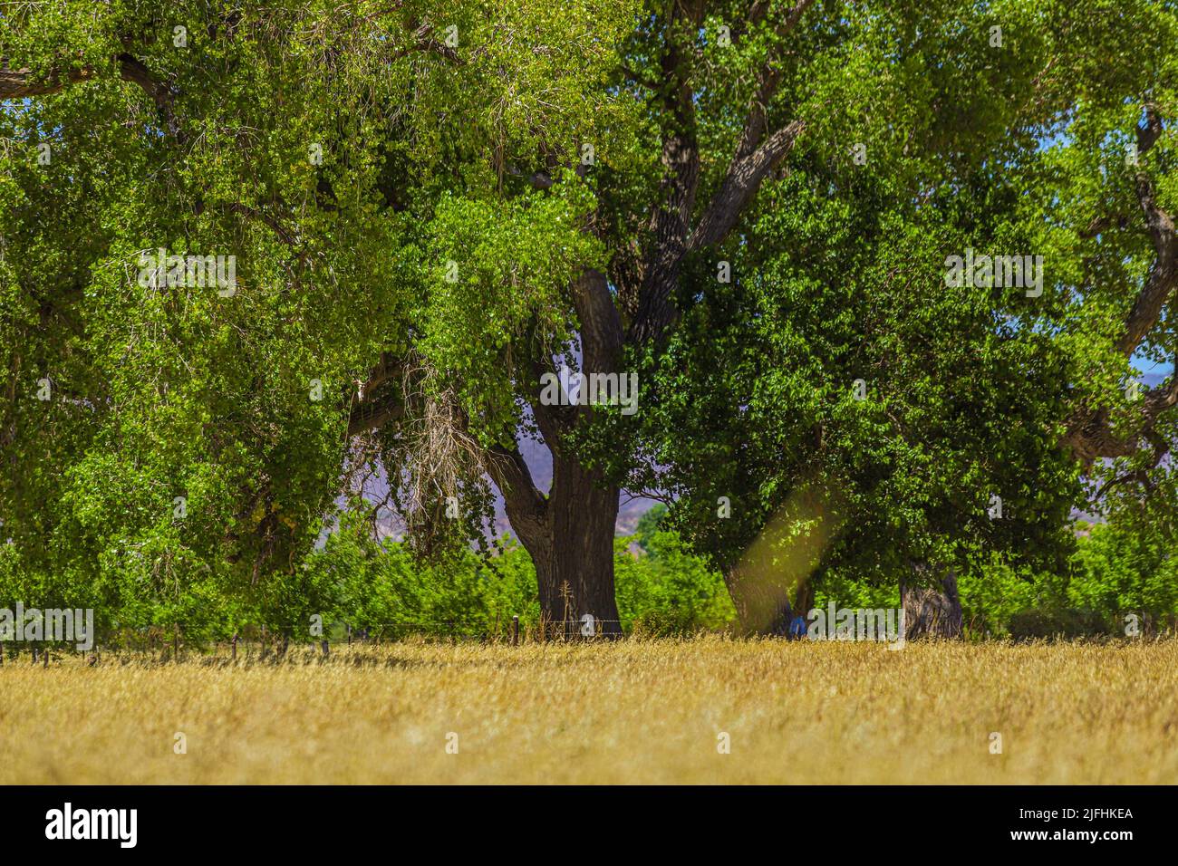Alamo tree in agricultural field in the municipality of Aconchi, Sonora ...