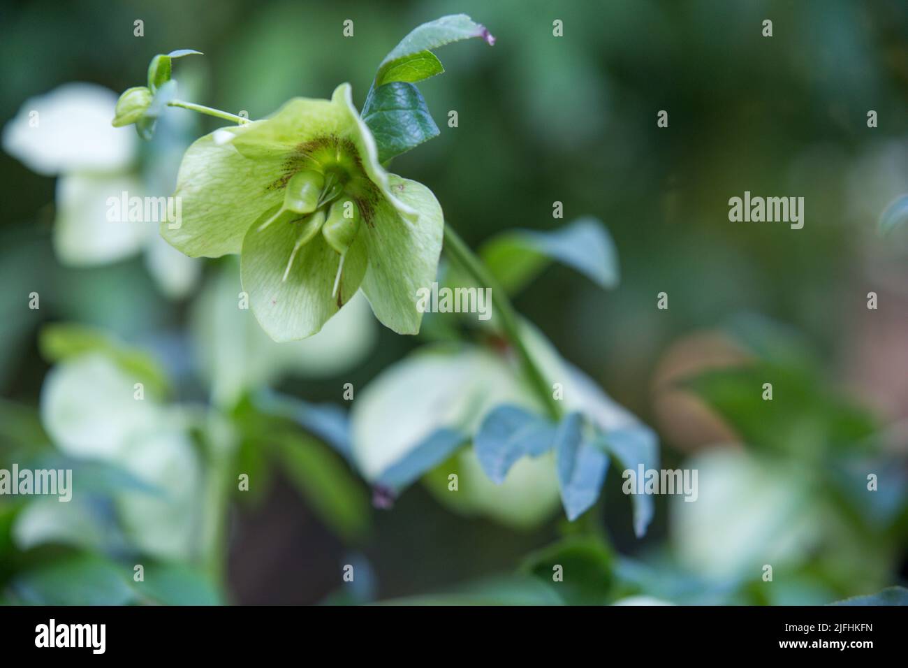 The Eurasian genus Helleborus, commonly known as hellebores, consists ...