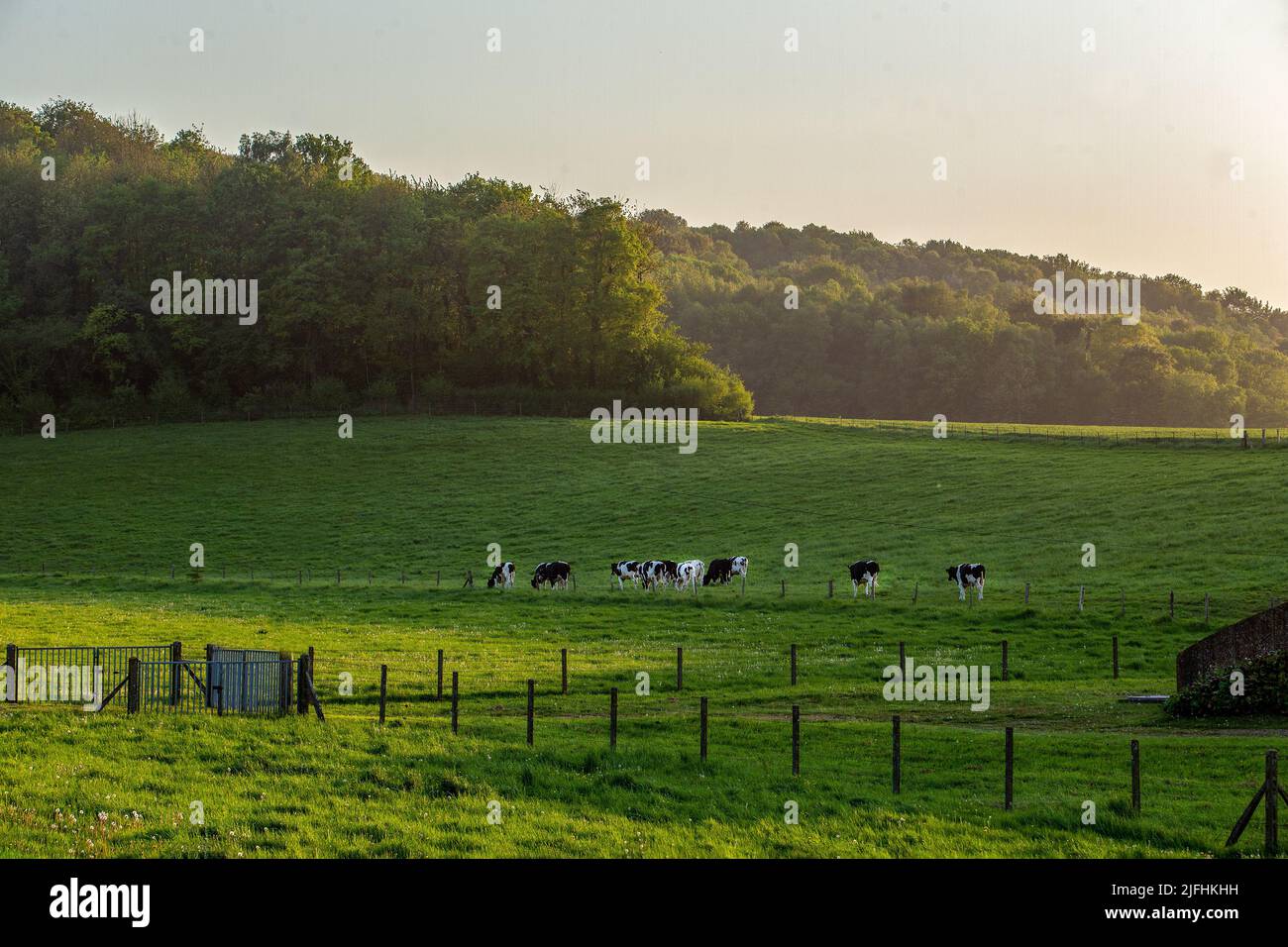 Country Idyll of Normandy: landscape sunset nature with white cows with ...