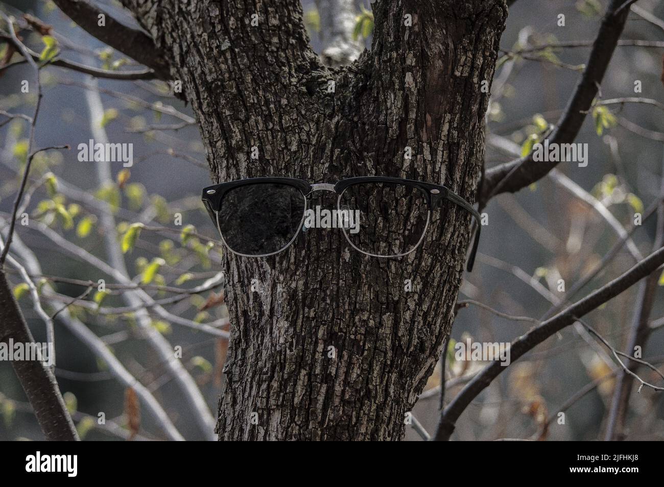 Funny tree hi-res stock photography and images - Alamy