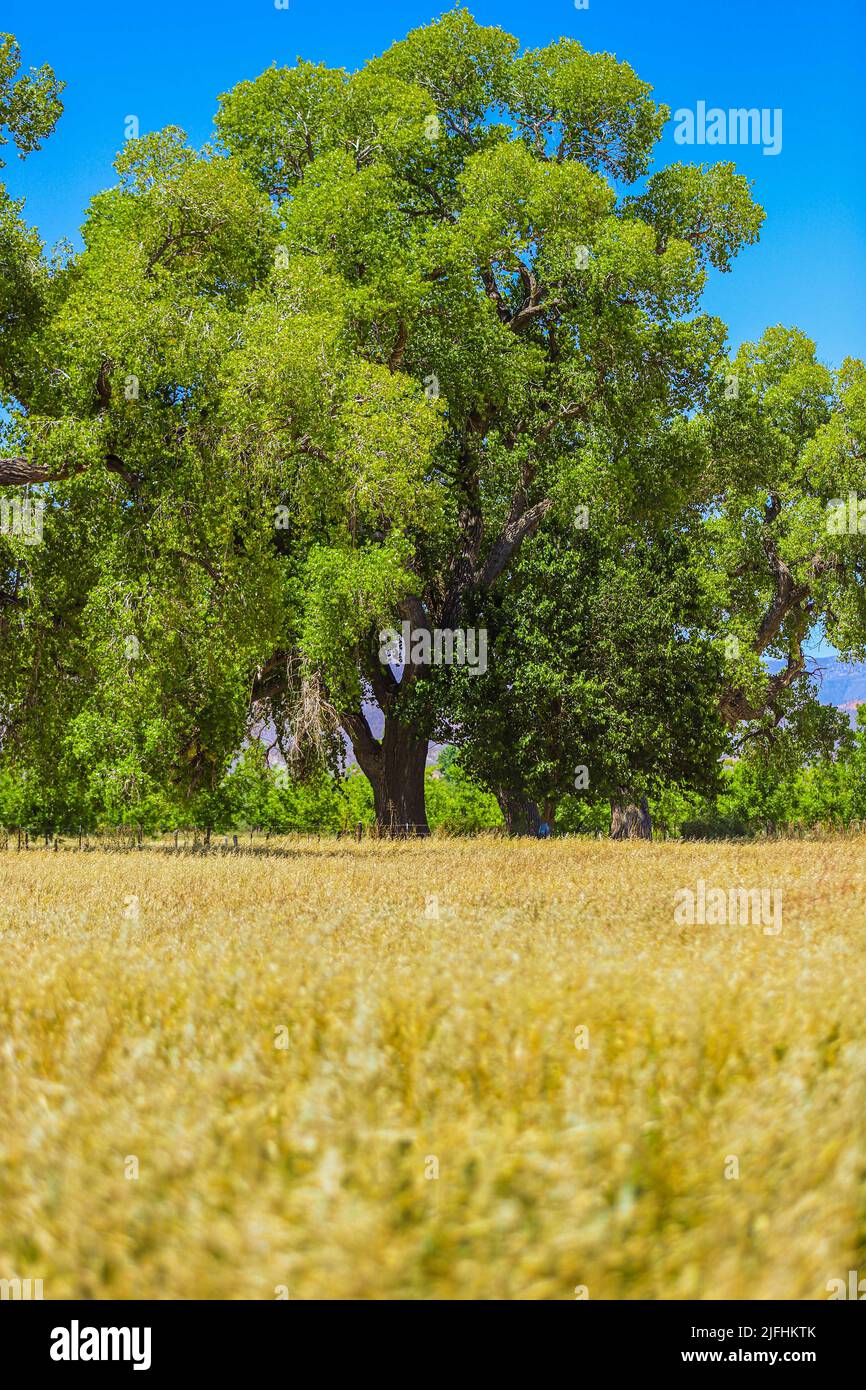 Alamo tree in agricultural field in the municipality of Aconchi, Sonora ...