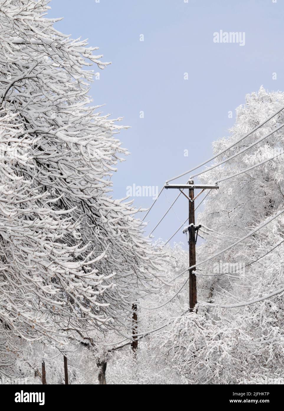 Snow-covered trees and power lines Stock Photo - Alamy