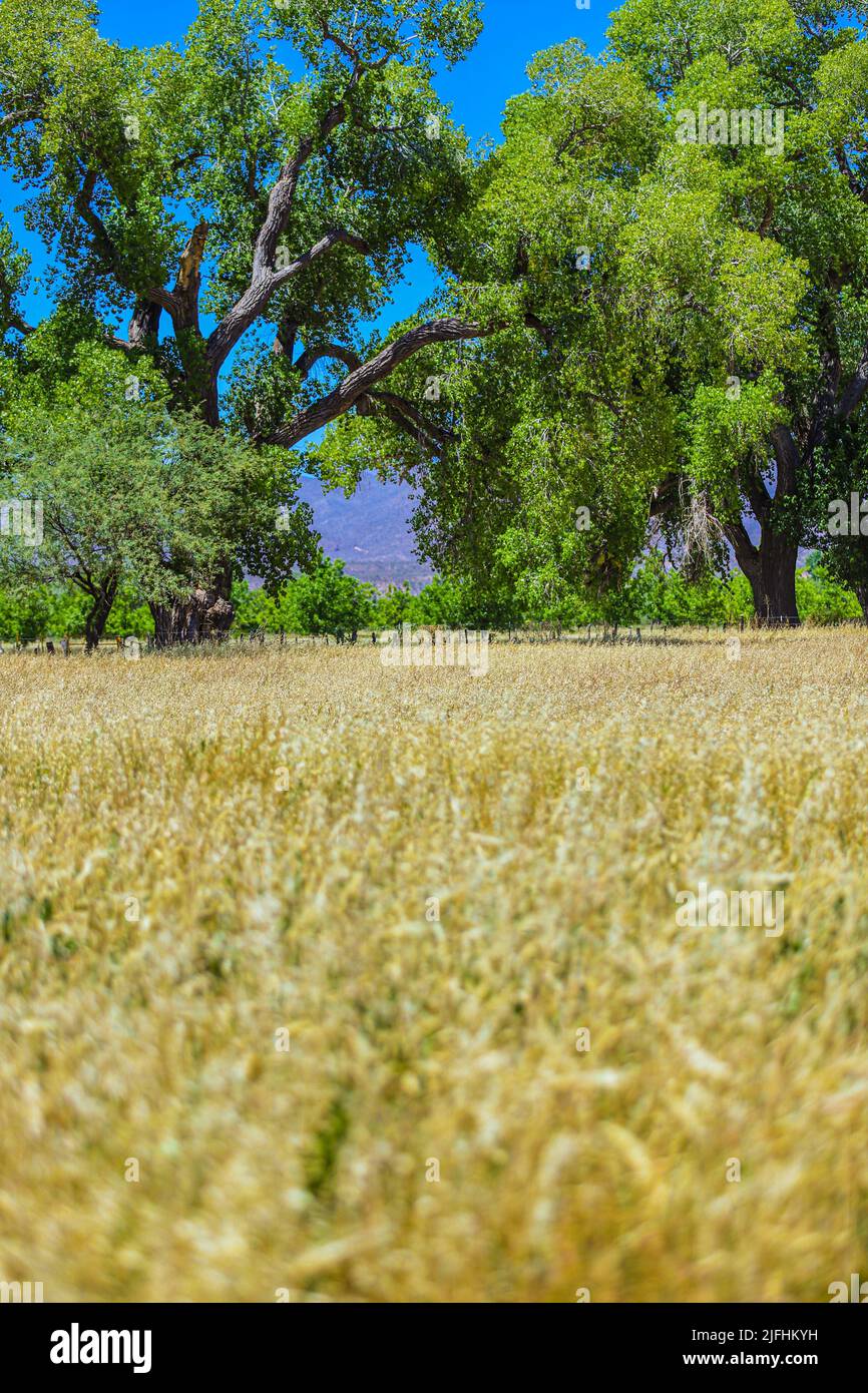 Alamo tree in agricultural field in the municipality of Aconchi, Sonora ...