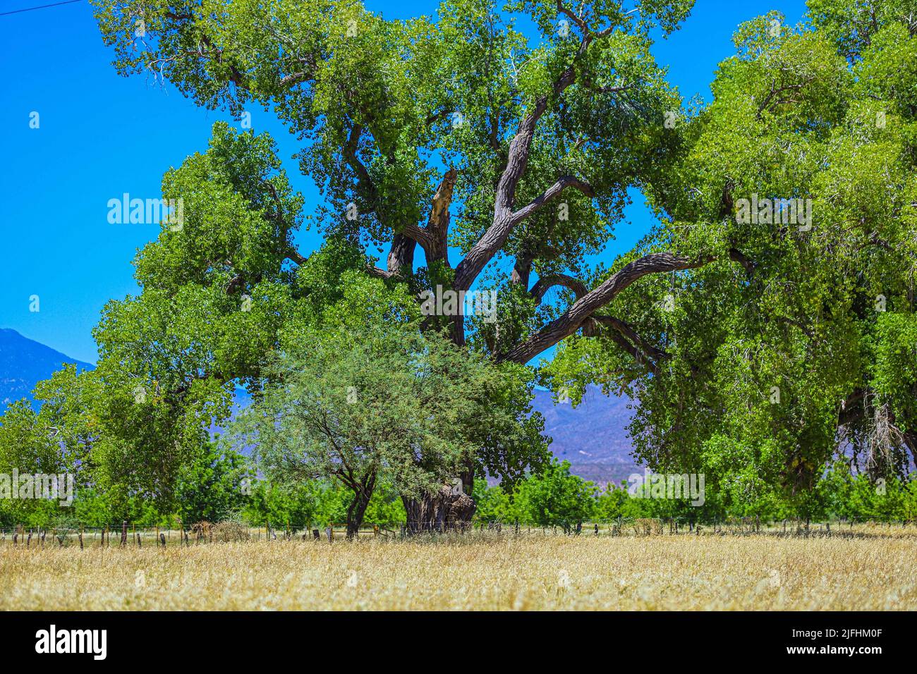 Alamo tree in agricultural field in the municipality of Aconchi, Sonora ...