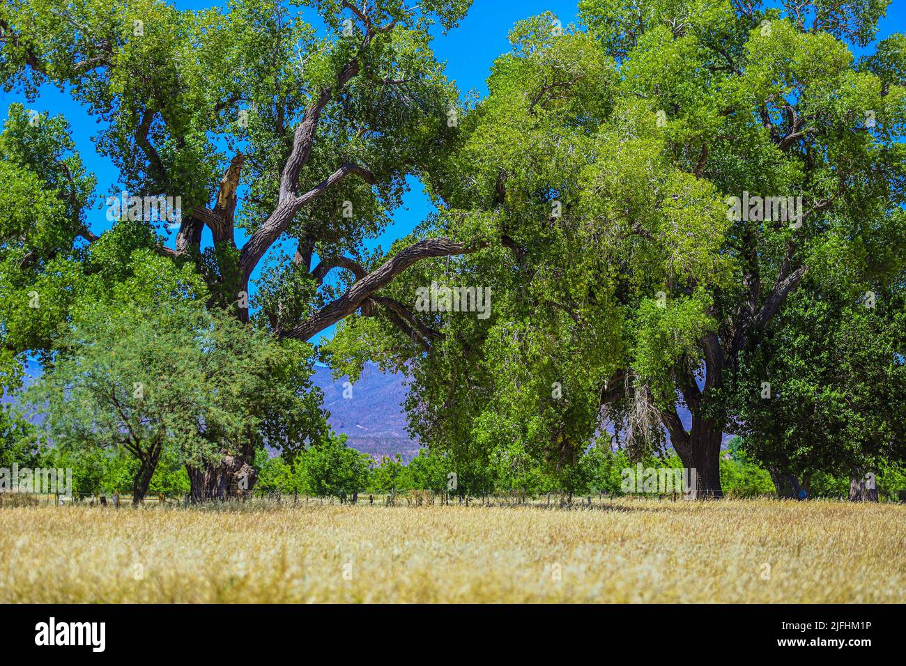 Alamo tree in agricultural field in the municipality of Aconchi, Sonora ...