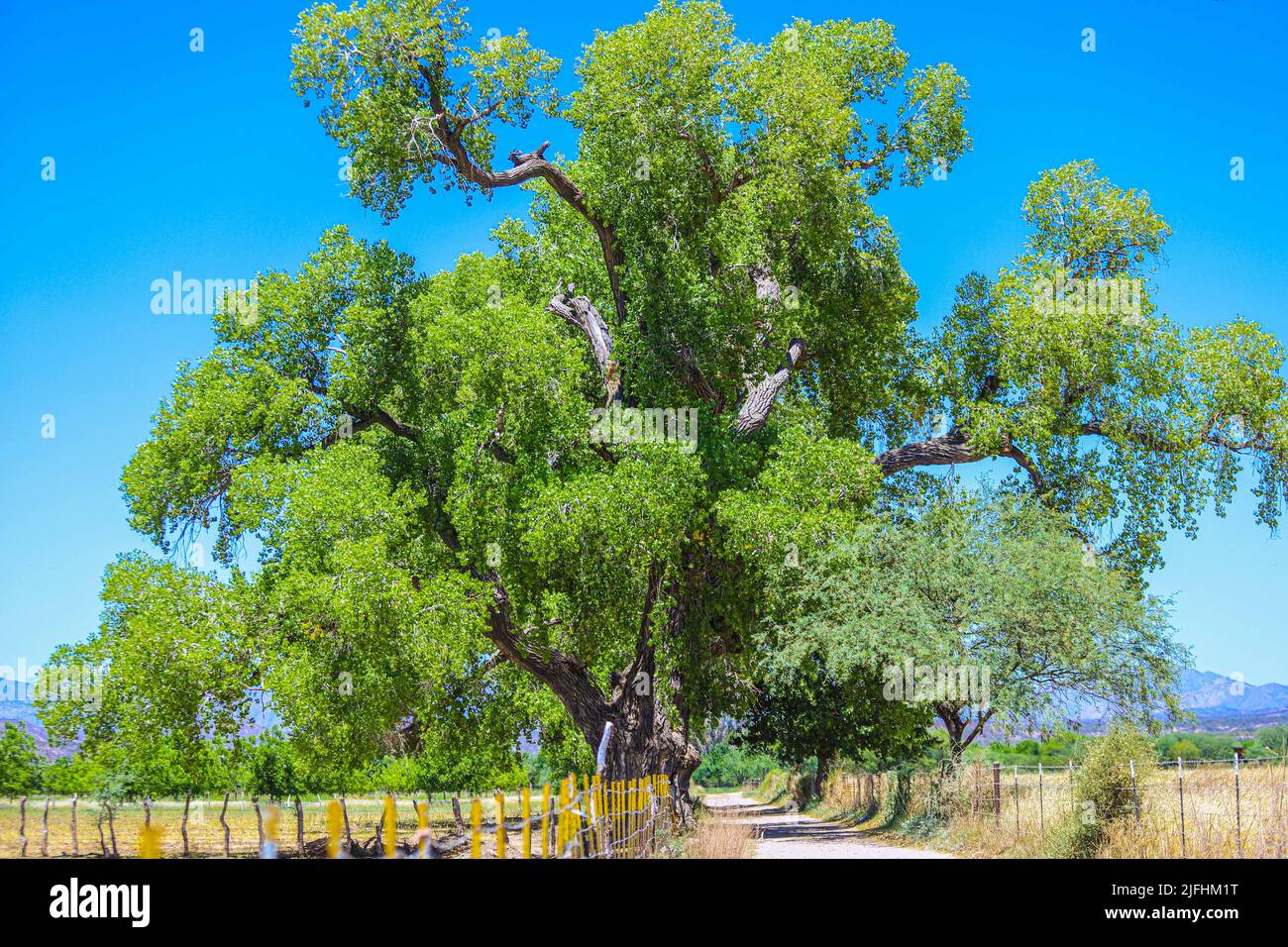 Alamo tree in agricultural field in the municipality of Aconchi, Sonora ...
