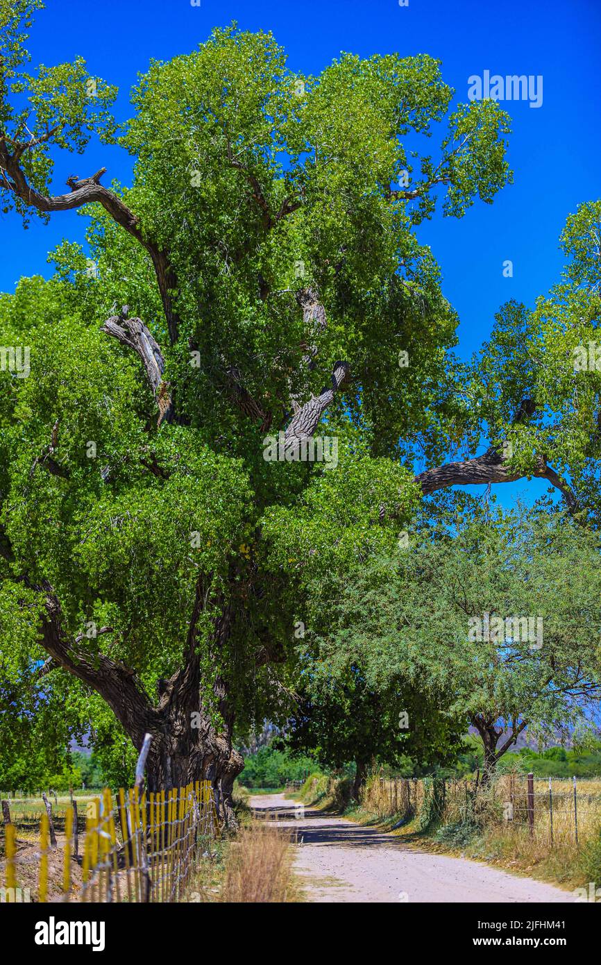 Alamo arbol hi-res stock photography and images - Alamy