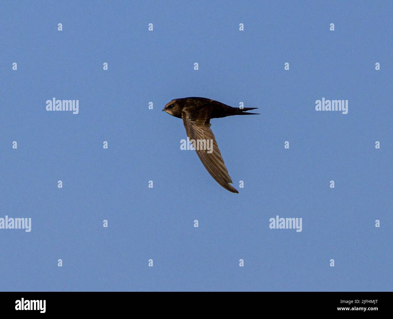 A closeup of the common swift flying in the blue sky Stock Photo - Alamy