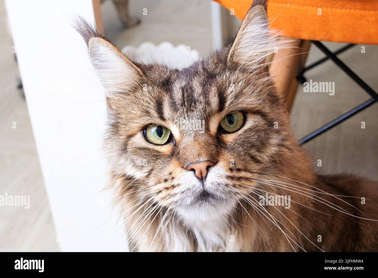Portrait of domestic striped Maine Coon close up Stock Photo - Alamy