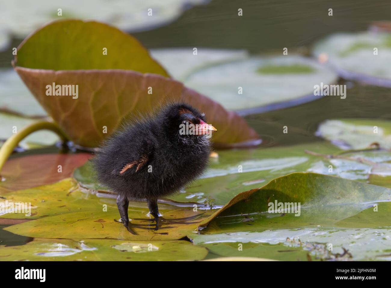 Moorhen young hi-res stock photography and images - Alamy