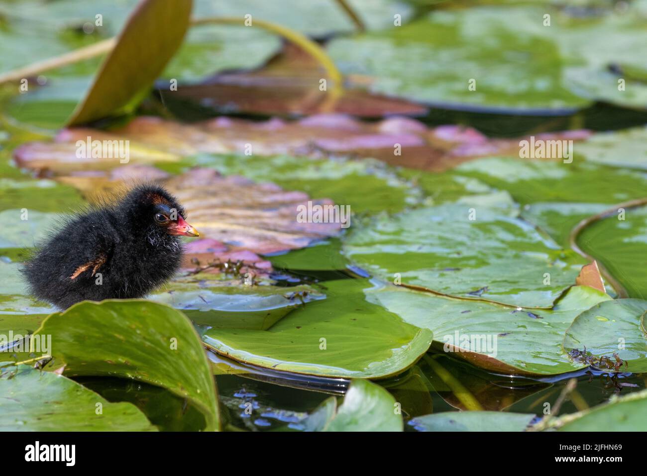 Moorhen young hi-res stock photography and images - Alamy
