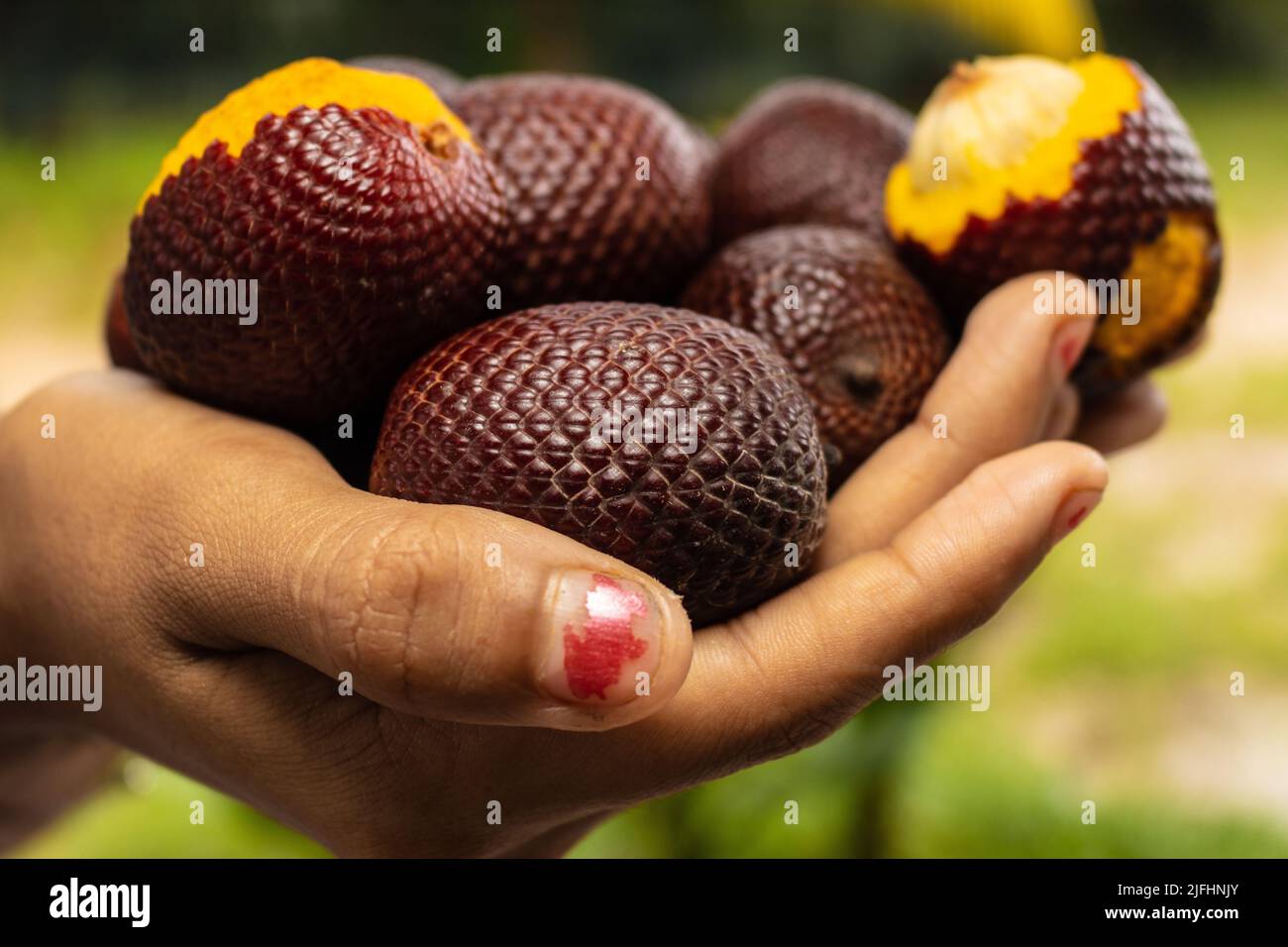 Aguaje fruit hi-res stock photography and images - Alamy