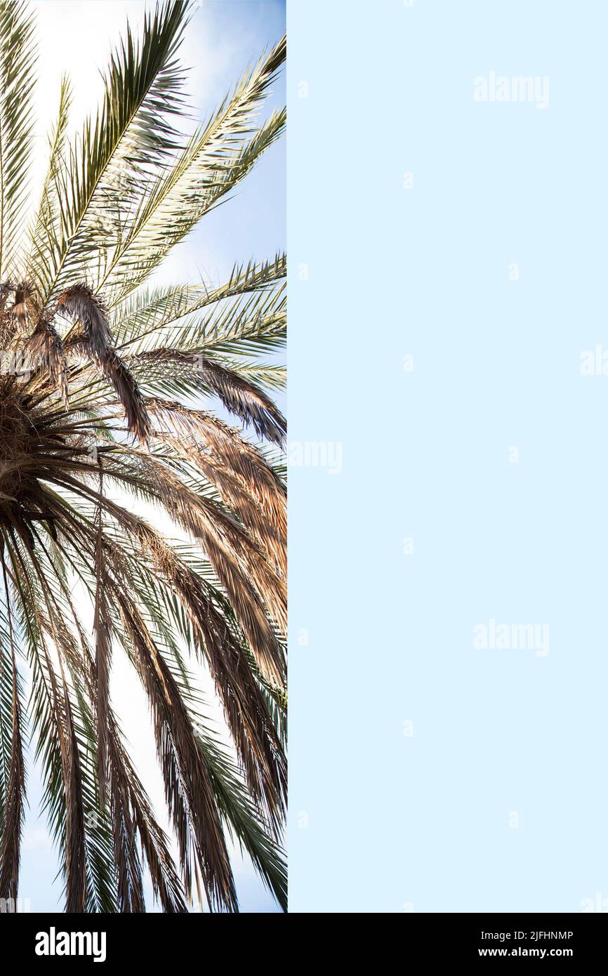 book cover with a photo of a palm tree on the left and space in light ...