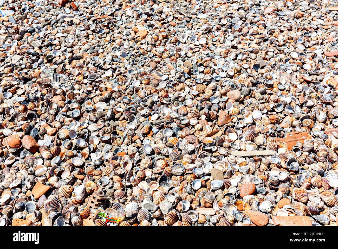 multiple clam shells around the coastline of the beach in Malaga, Spain ...