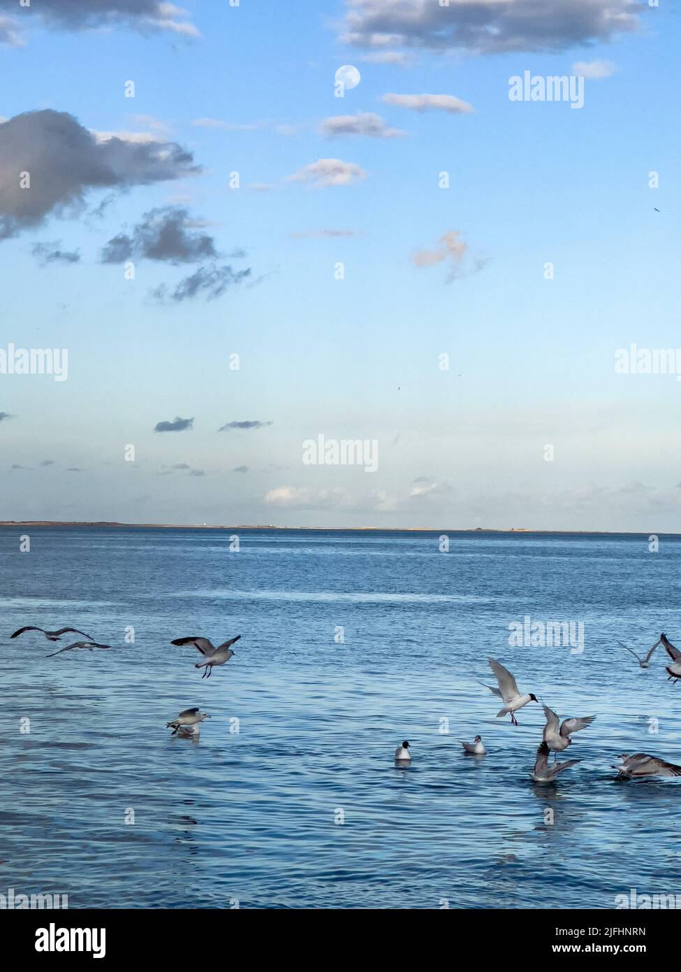 Flock of seagull birds fly over the sea Stock Photo - Alamy
