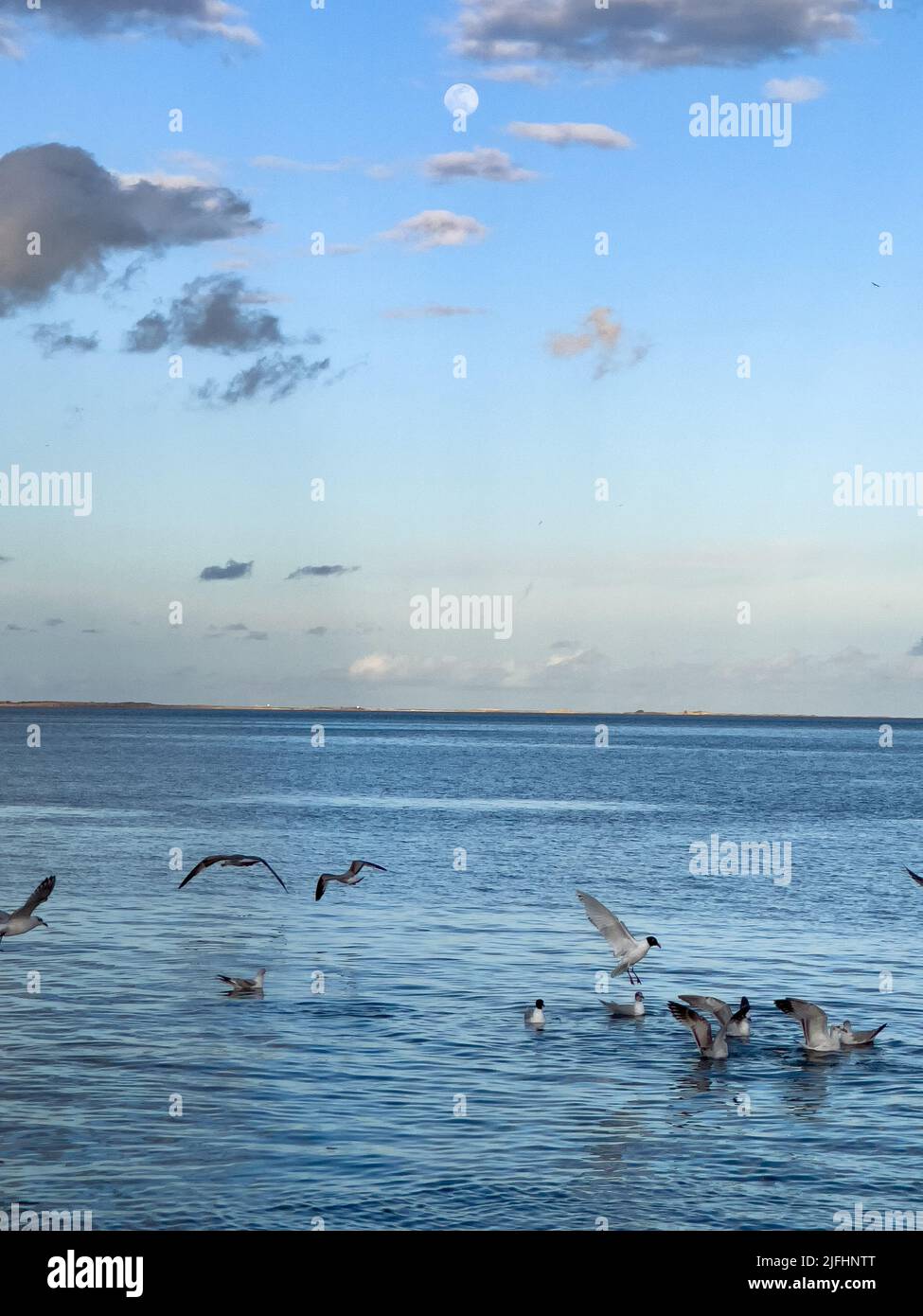 Flock of seagull birds fly over the sea Stock Photo - Alamy
