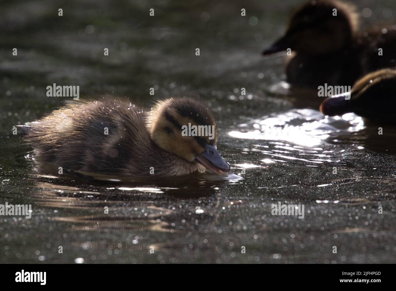 Wildlife ducklings hi-res stock photography and images - Alamy