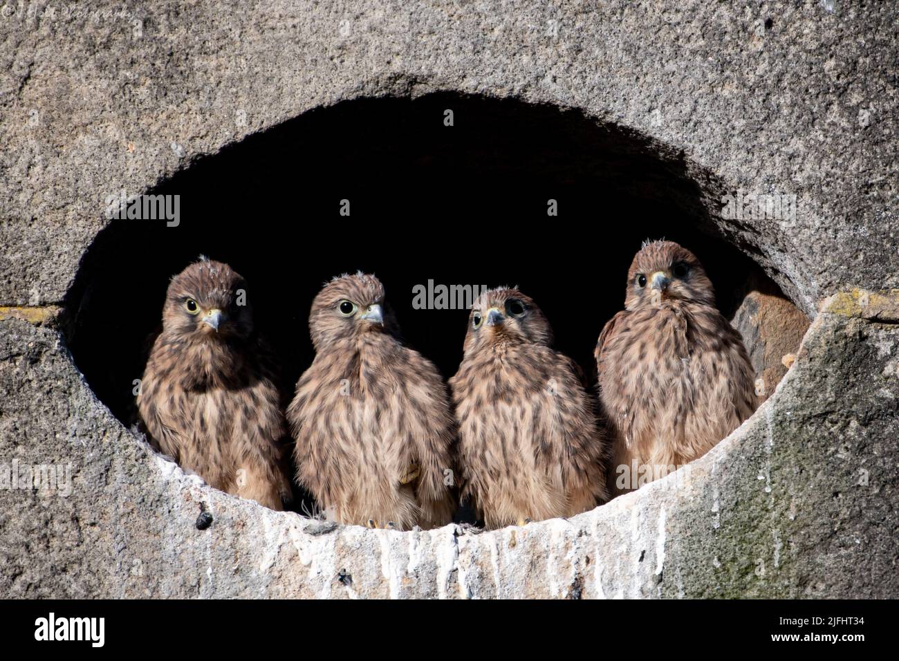 A closeup shot of kestrel chicks perched in a hollow on a stone wall ...