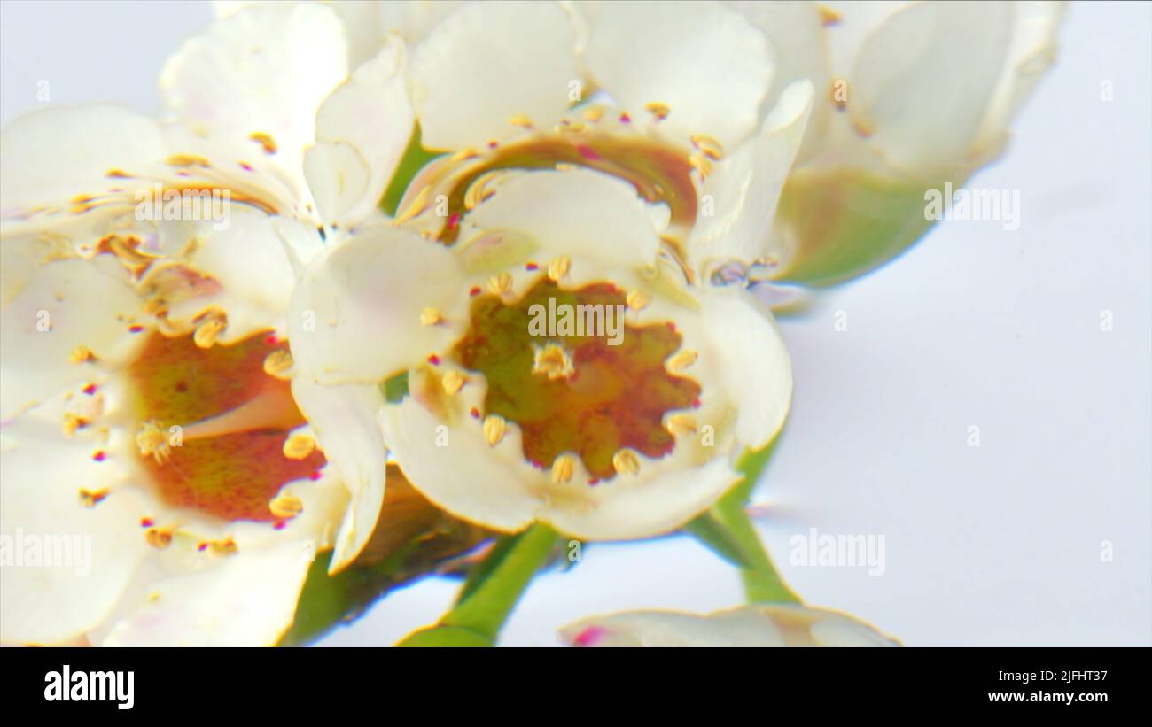 Beautiful white flowers in clear water. Stock footage. Delicate white ...