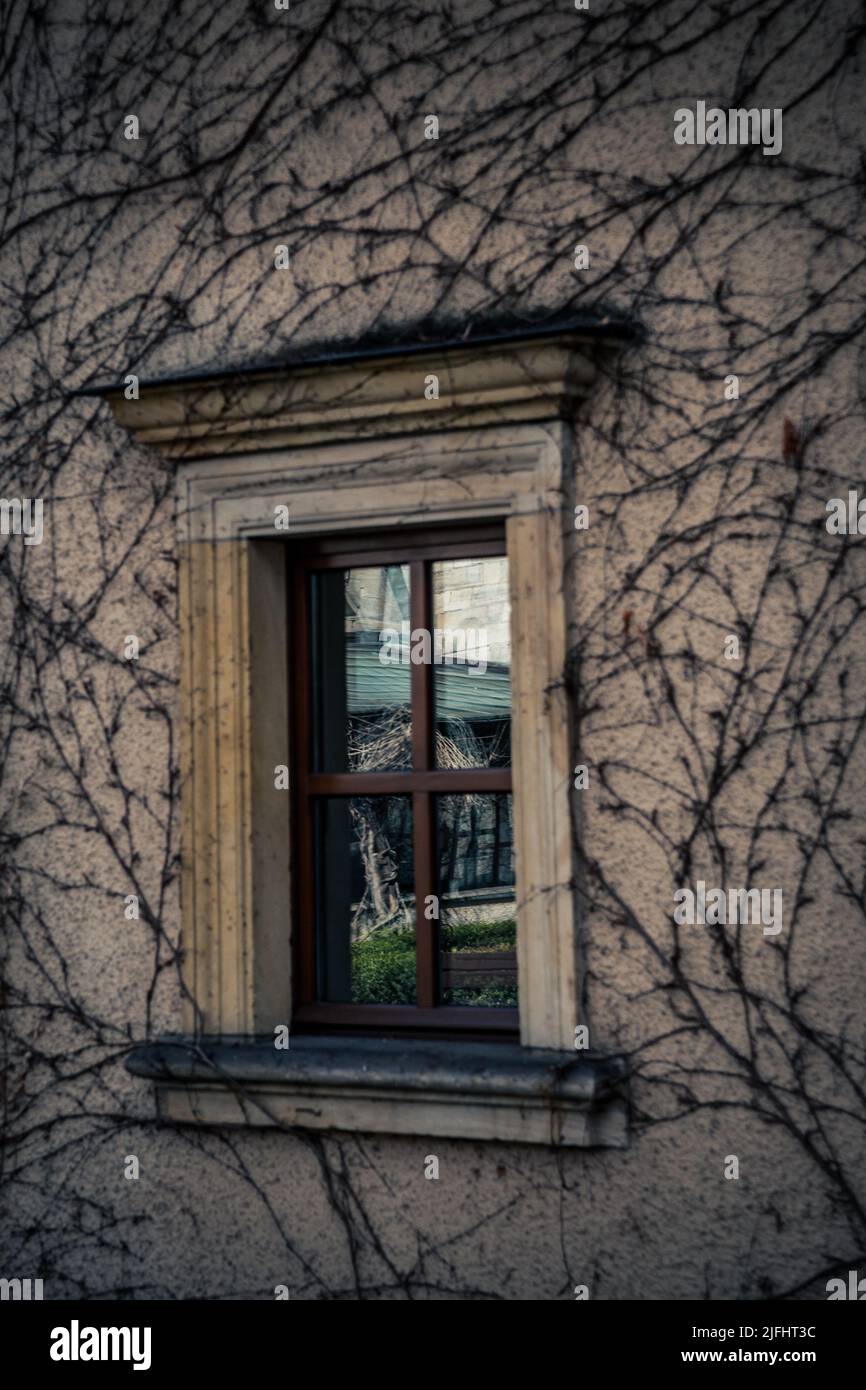 An old wall covered with dry ivy Stock Photo - Alamy