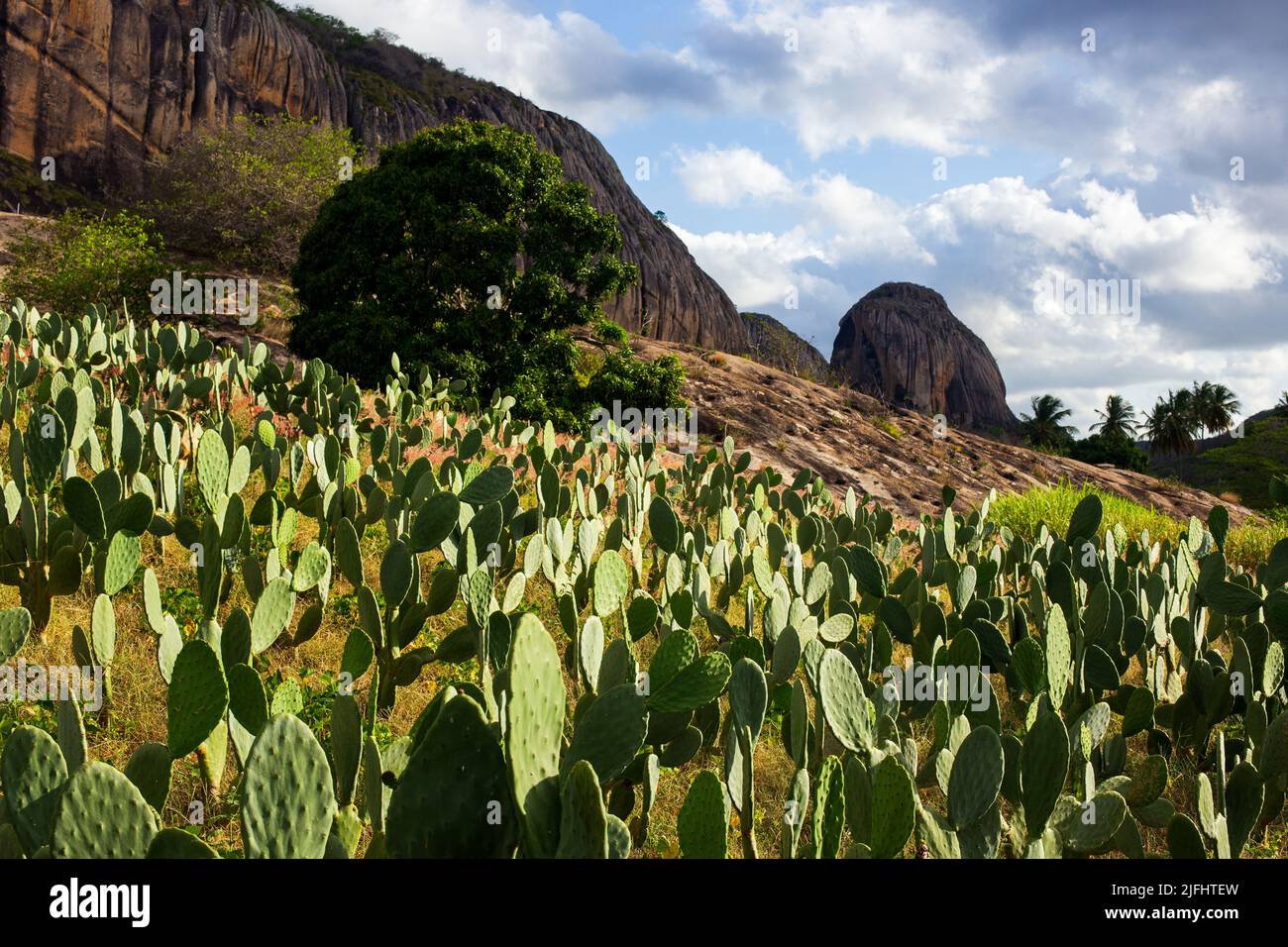 forage palm plantation in mountainous region Stock Photo - Alamy