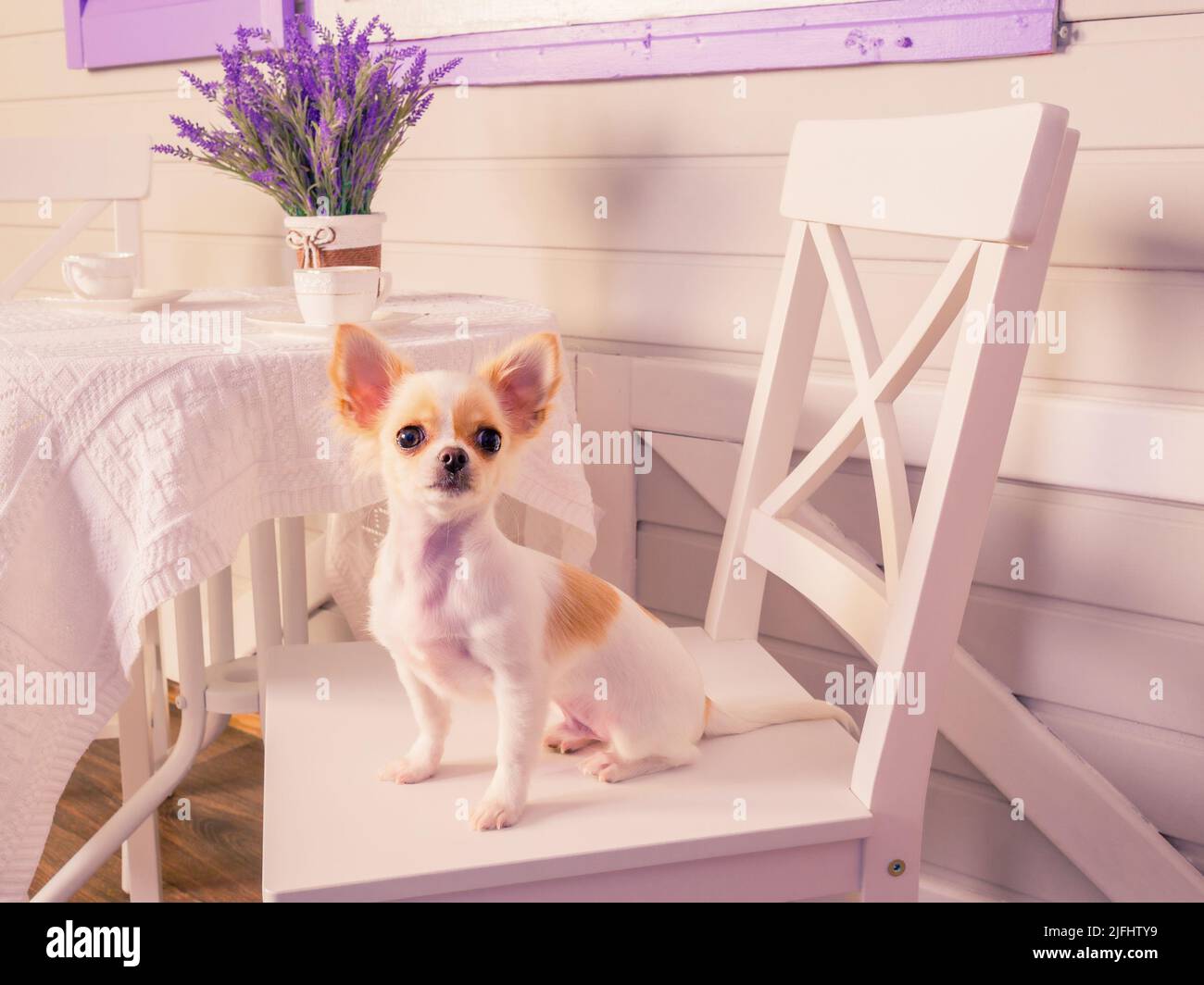 Purebred small dog. Mini Chihuahua puppy of white color with red on a ...
