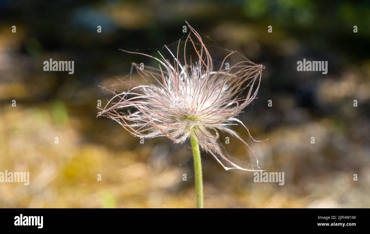 Silhouette tree blurred sea hi-res stock photography and images - Alamy