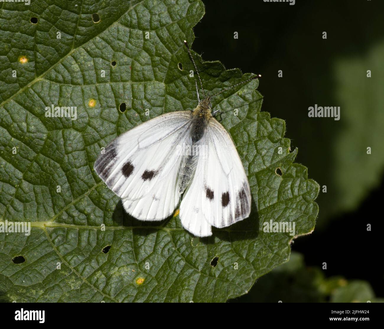 Insect photography uk butterfly hi-res stock photography and images - Alamy