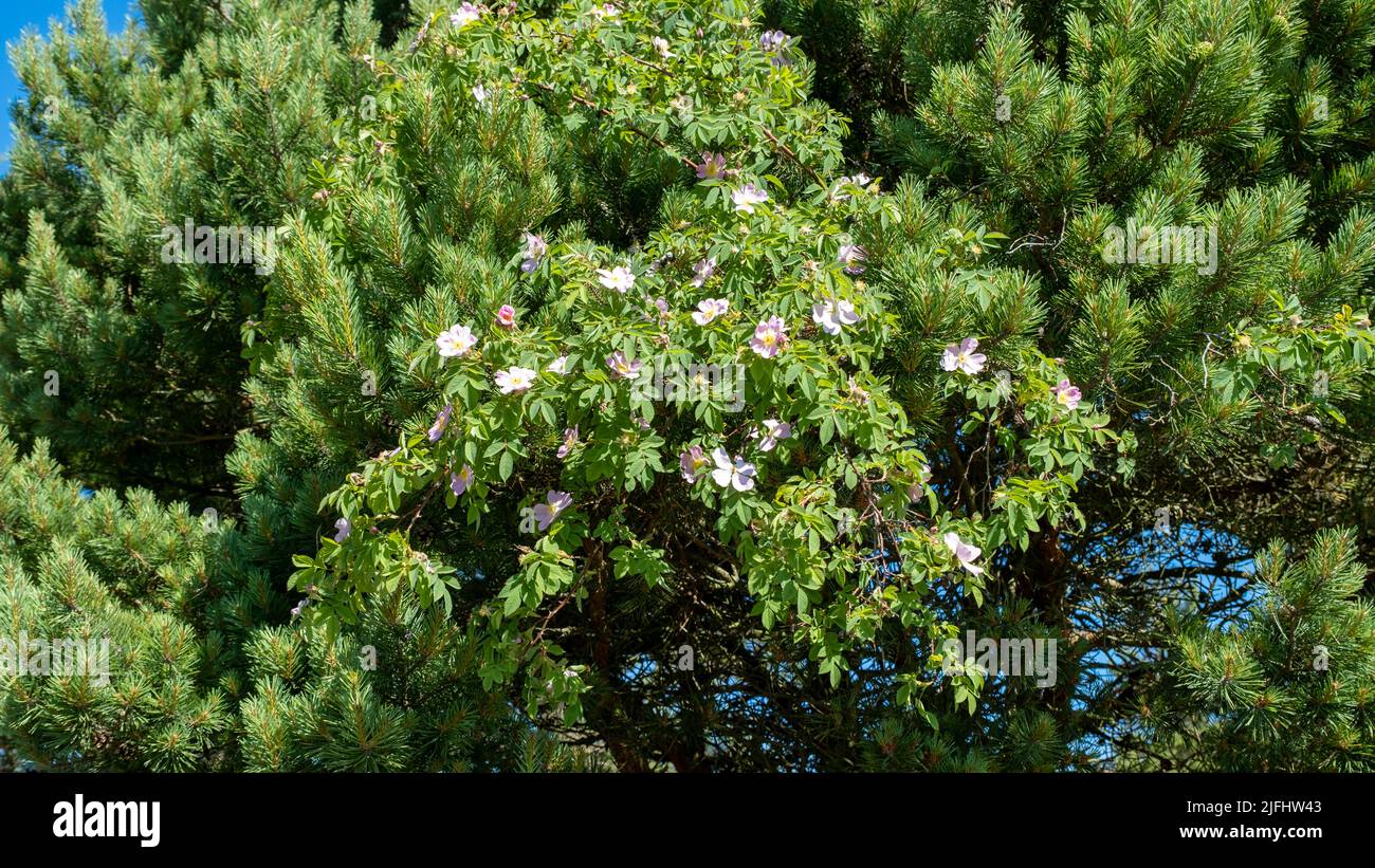 Bush shrub pine tree trees hi-res stock photography and images - Alamy