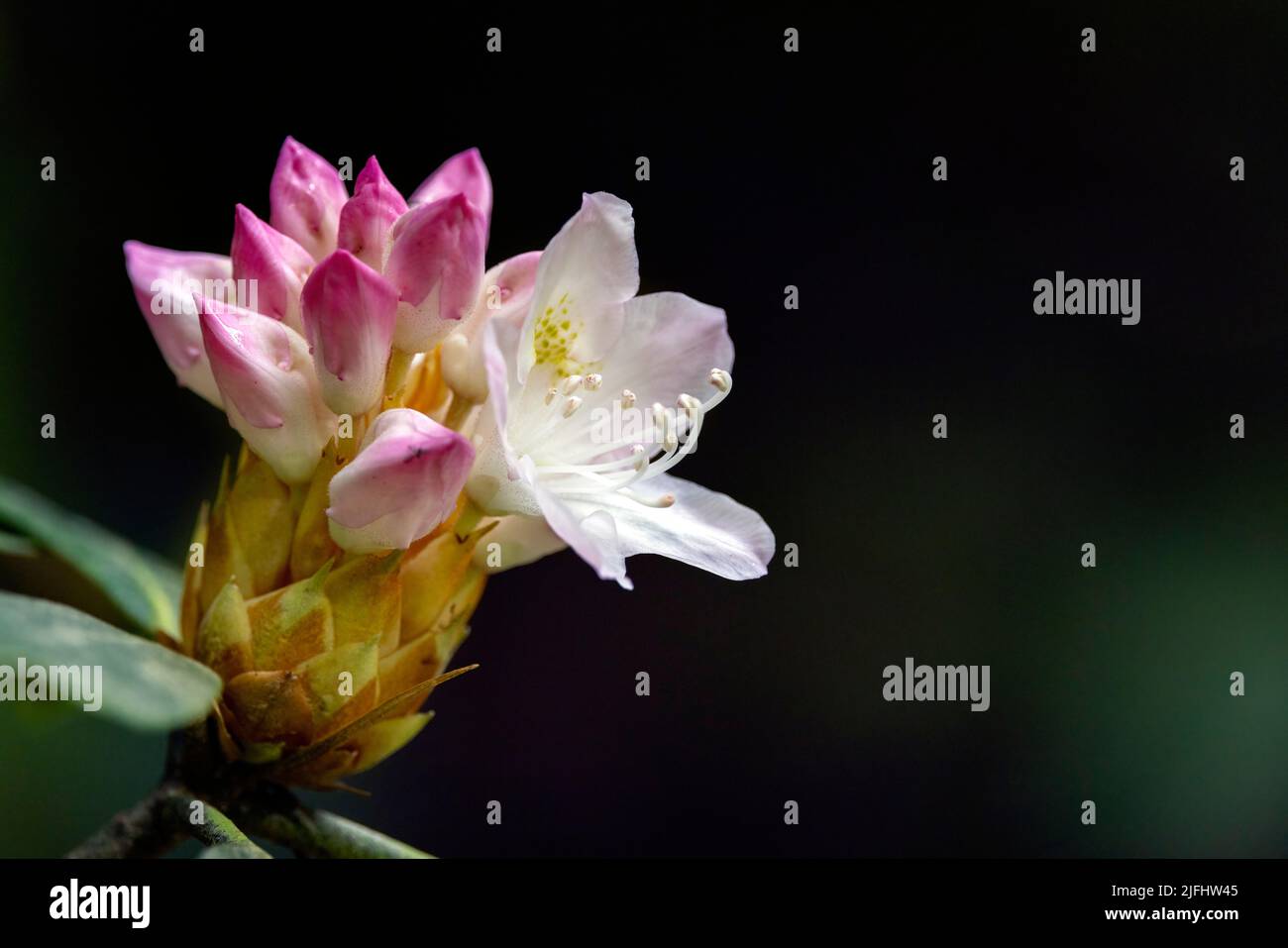 Great Laurel or Wild Rhododendron (Rhododendron maximum) - Brevard ...