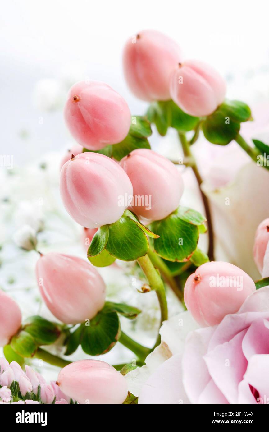 Miss coco hi-res stock photography and images - Alamy