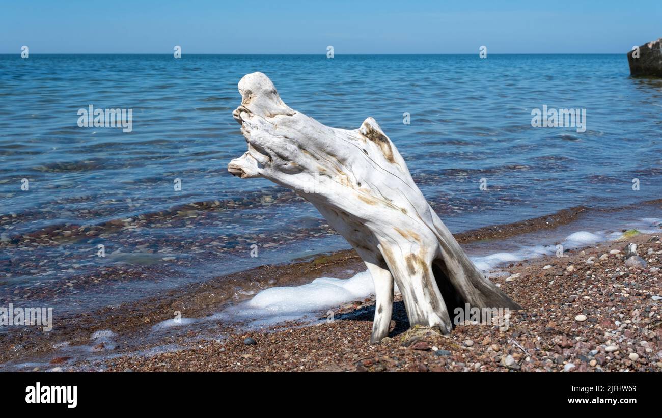 Old tree stump on beach hi-res stock photography and images - Alamy