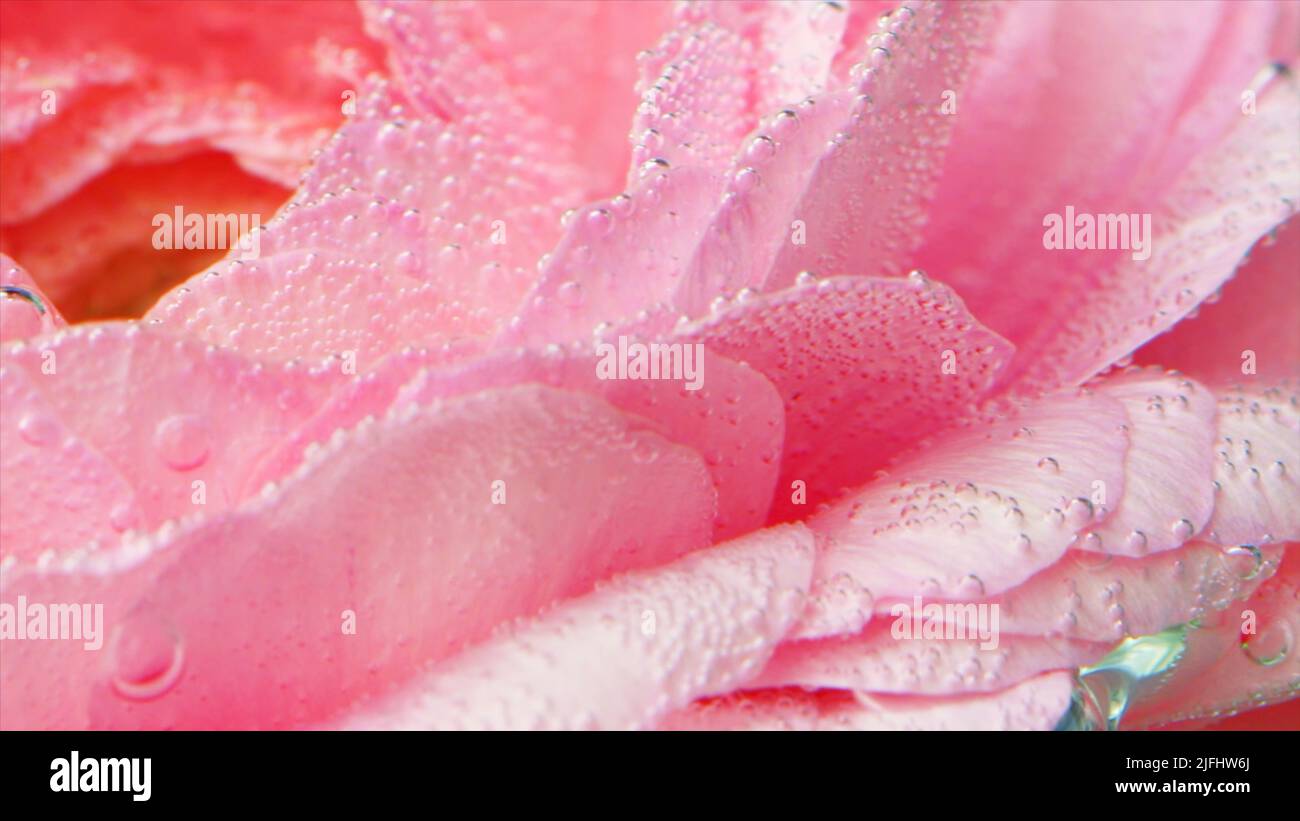 Close-up of bubbles on rose petals. Stock footage. Beautiful bubbles on ...