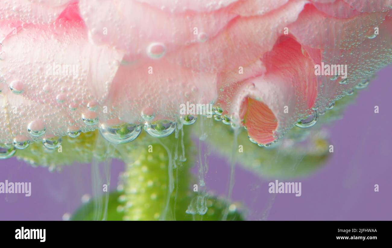 Time lapse beautiful red peony hi-res stock photography and images - Alamy