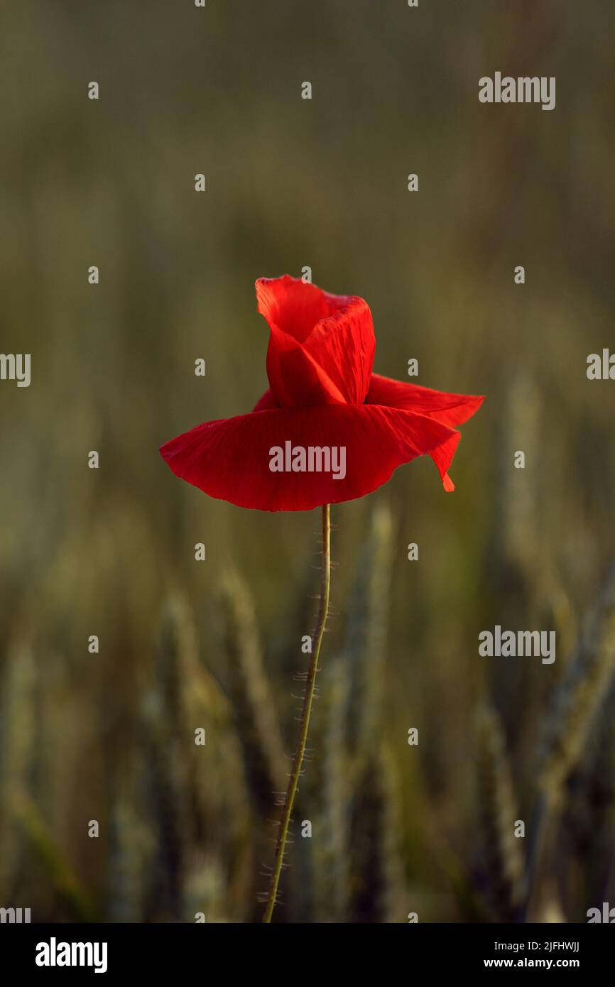 Blooming poppy field in warm evening light. Close up of red poppy ...