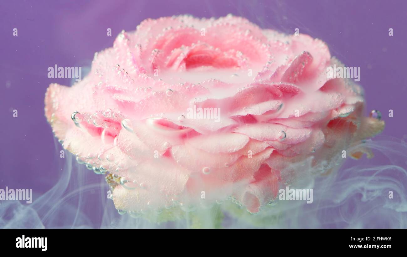 4k time lapse red rose hi-res stock photography and images - Alamy