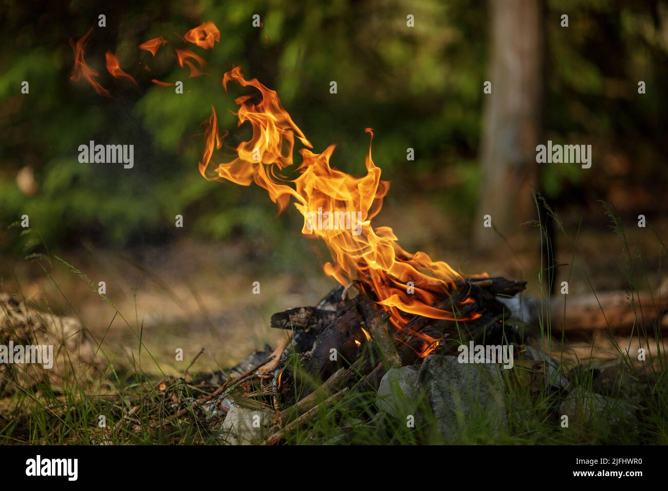 Close up of burning timber bonfire in summer forest. The concept of ...