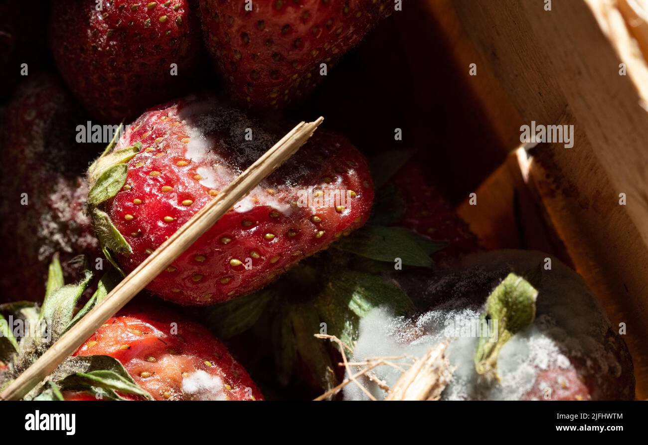 Strawberries with mold. Strawberry diseases and storage. Red ripe ...