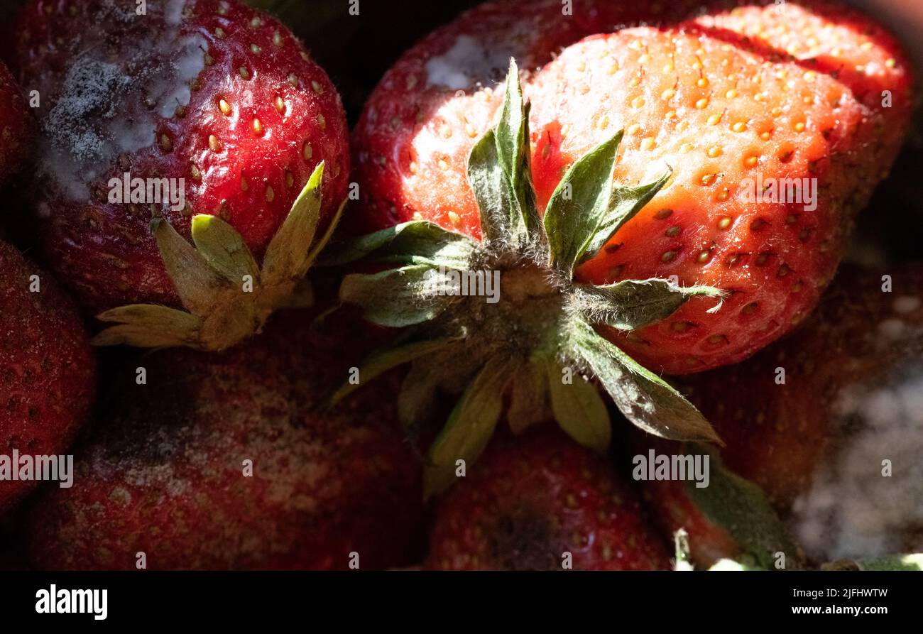Strawberries with mold. Strawberry diseases and storage. Red ripe ...