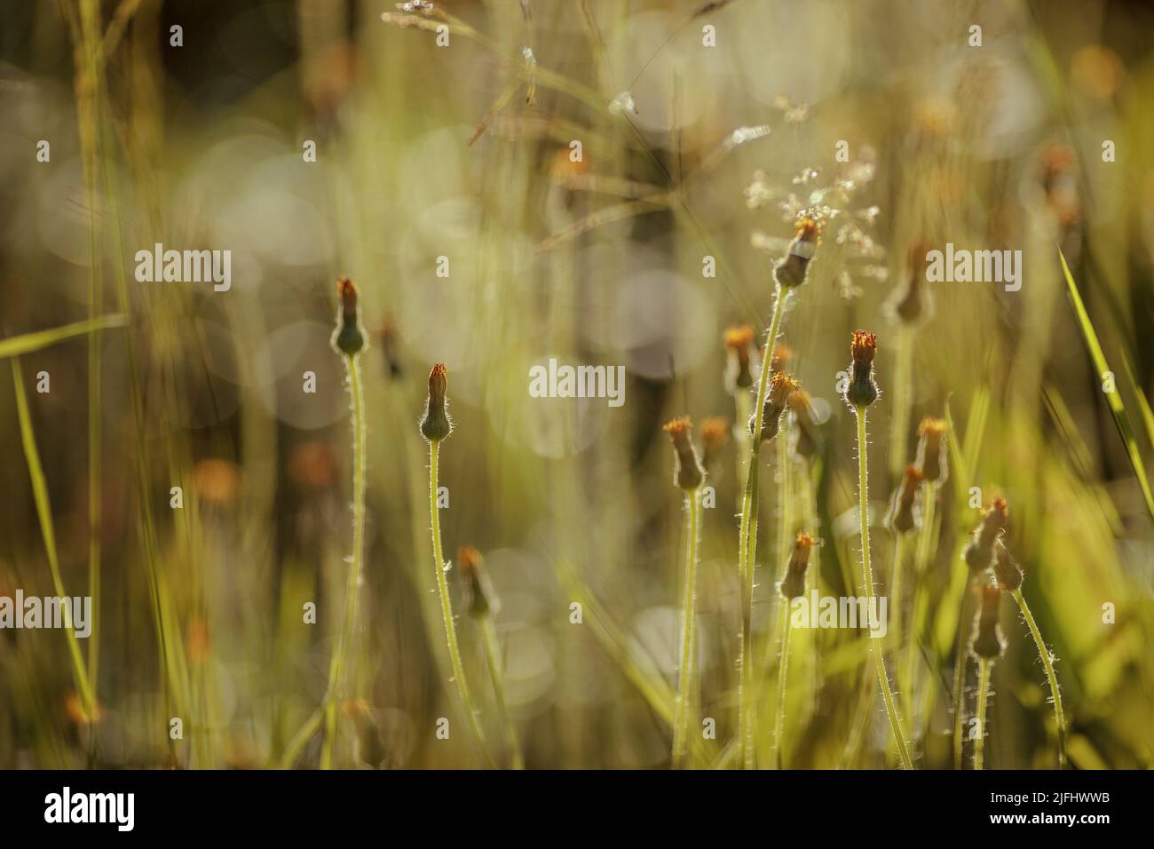Green grass in a forest at sunset. Macro image, shallow depth of field ...