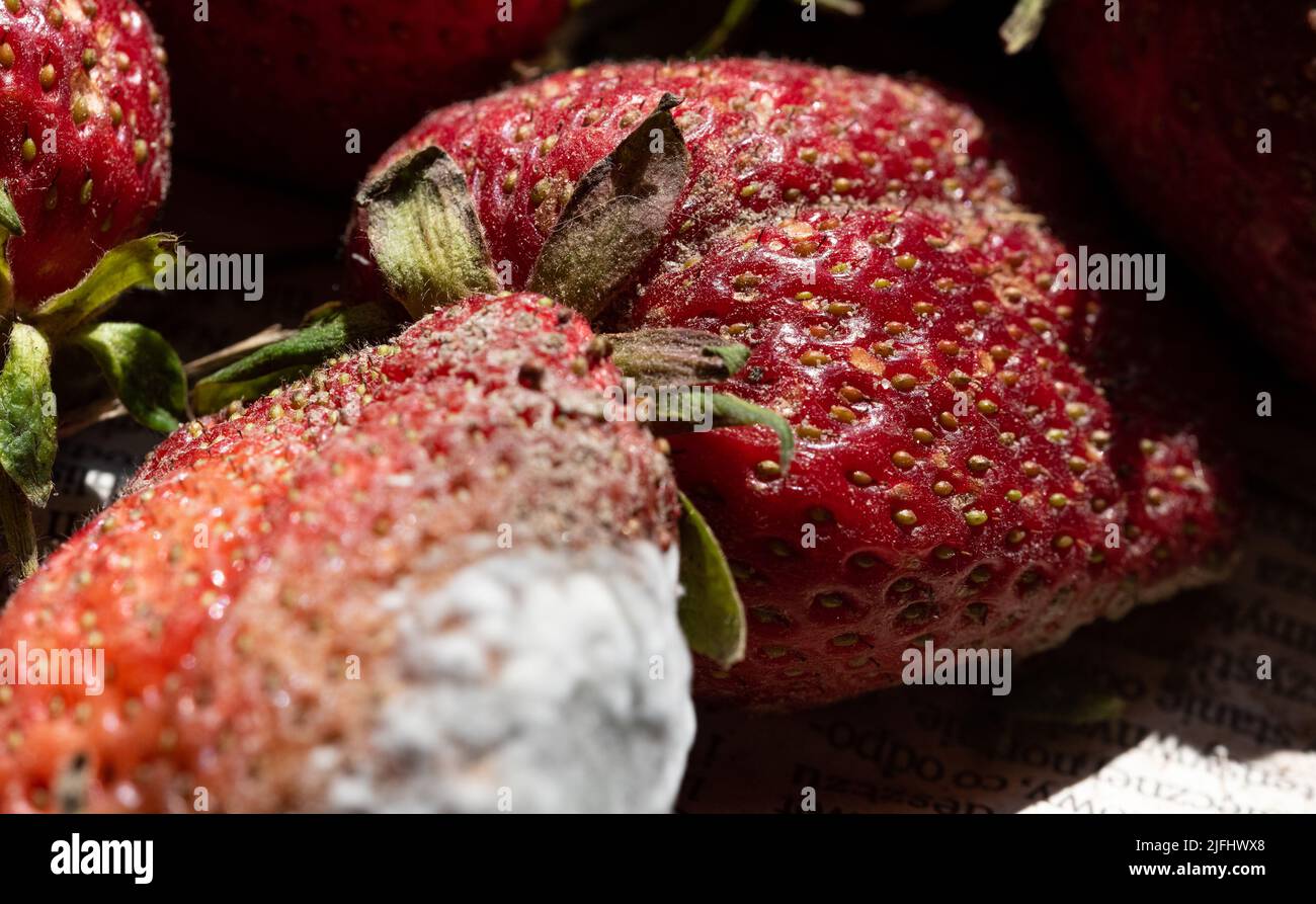 Strawberries with mold. Strawberry diseases and storage. Red ripe ...