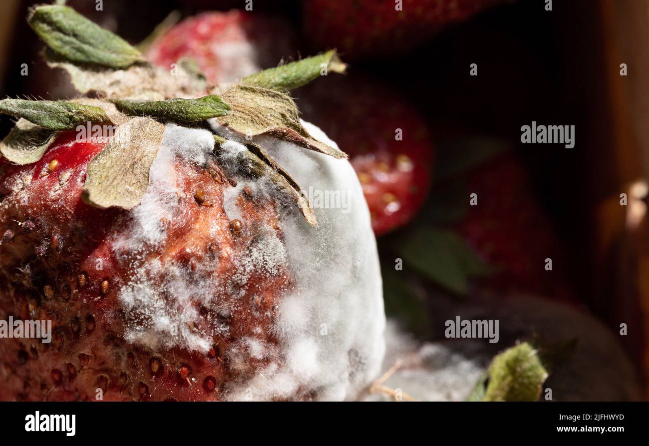 Strawberries with mold. Strawberry diseases and storage. Red ripe ...