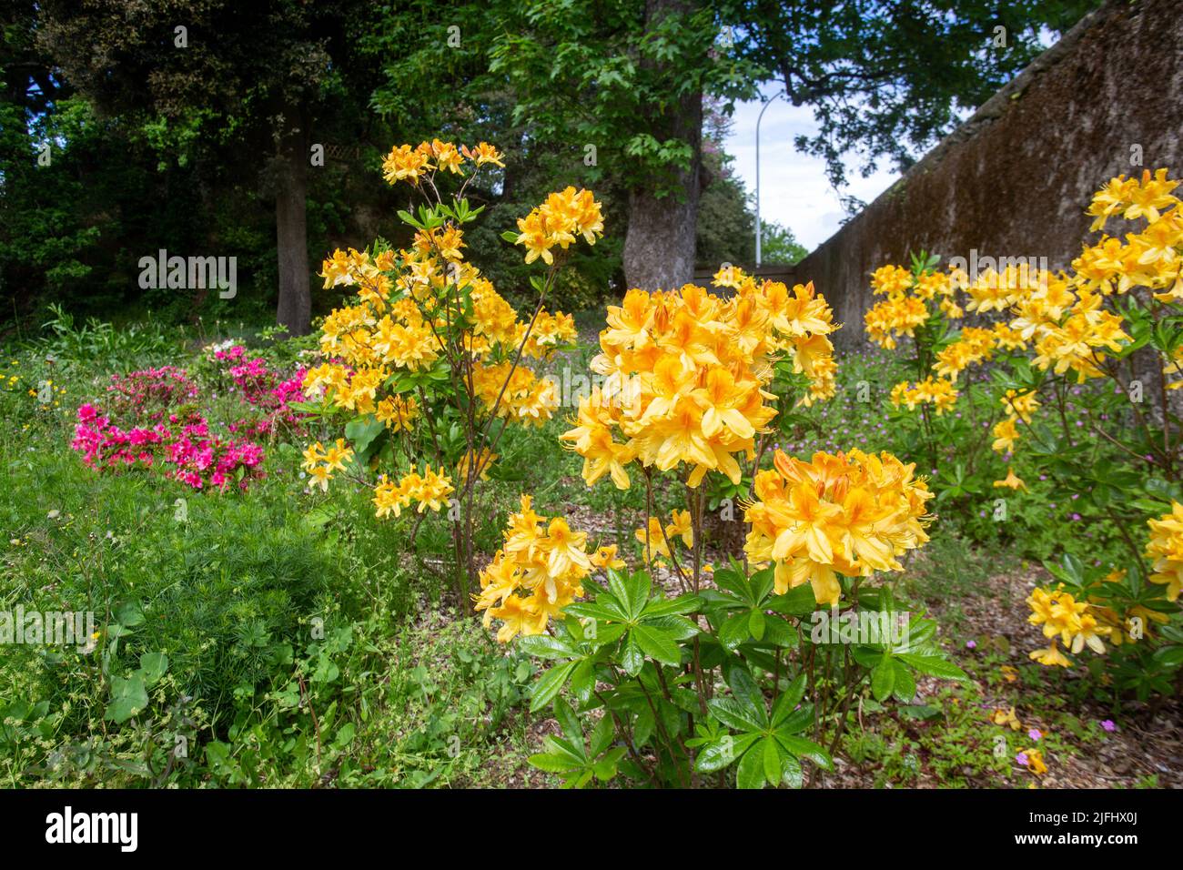 Amazing yellow and pink rhododendron bushes blossoms in Nantes- early ...