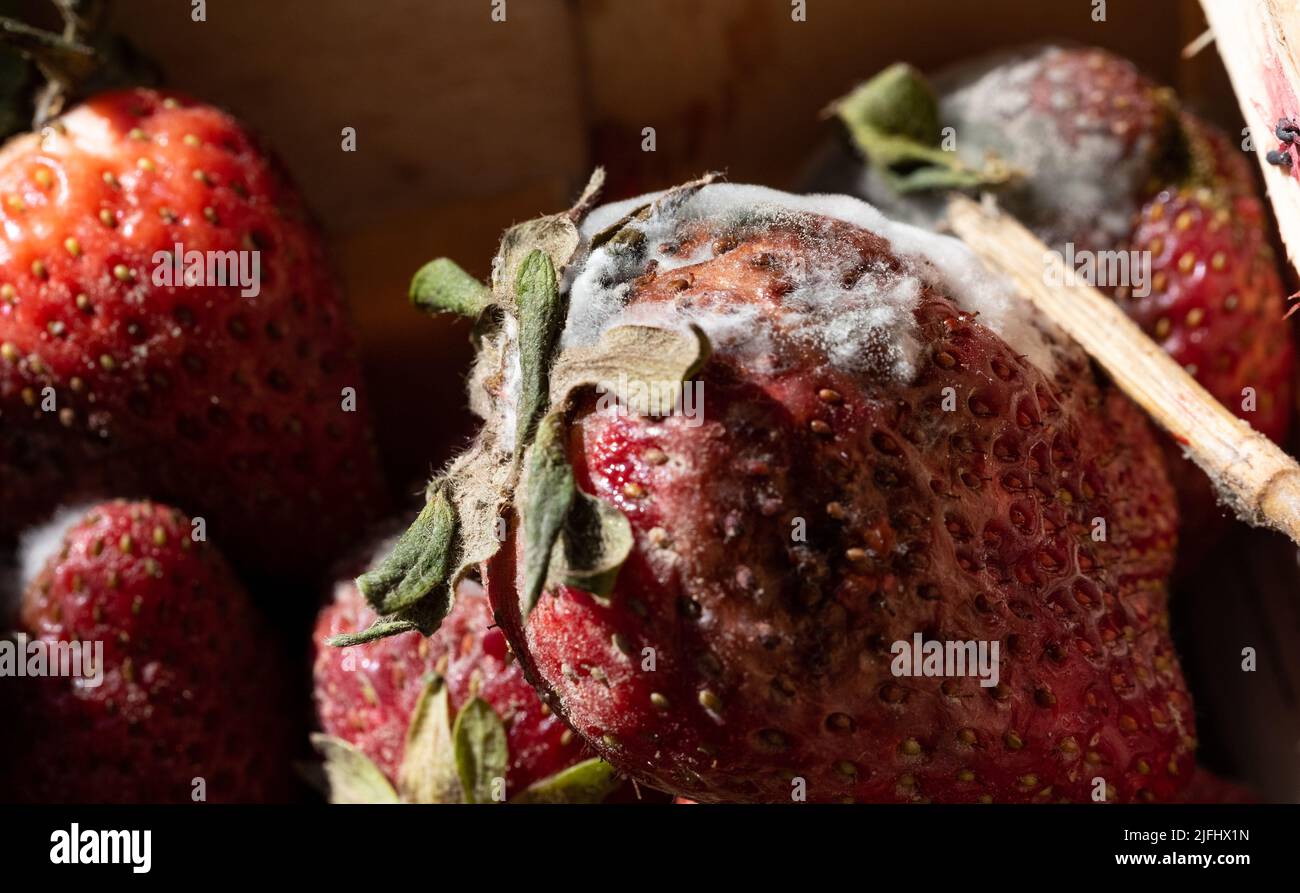 Strawberries with mold. Strawberry diseases and storage. Red ripe ...