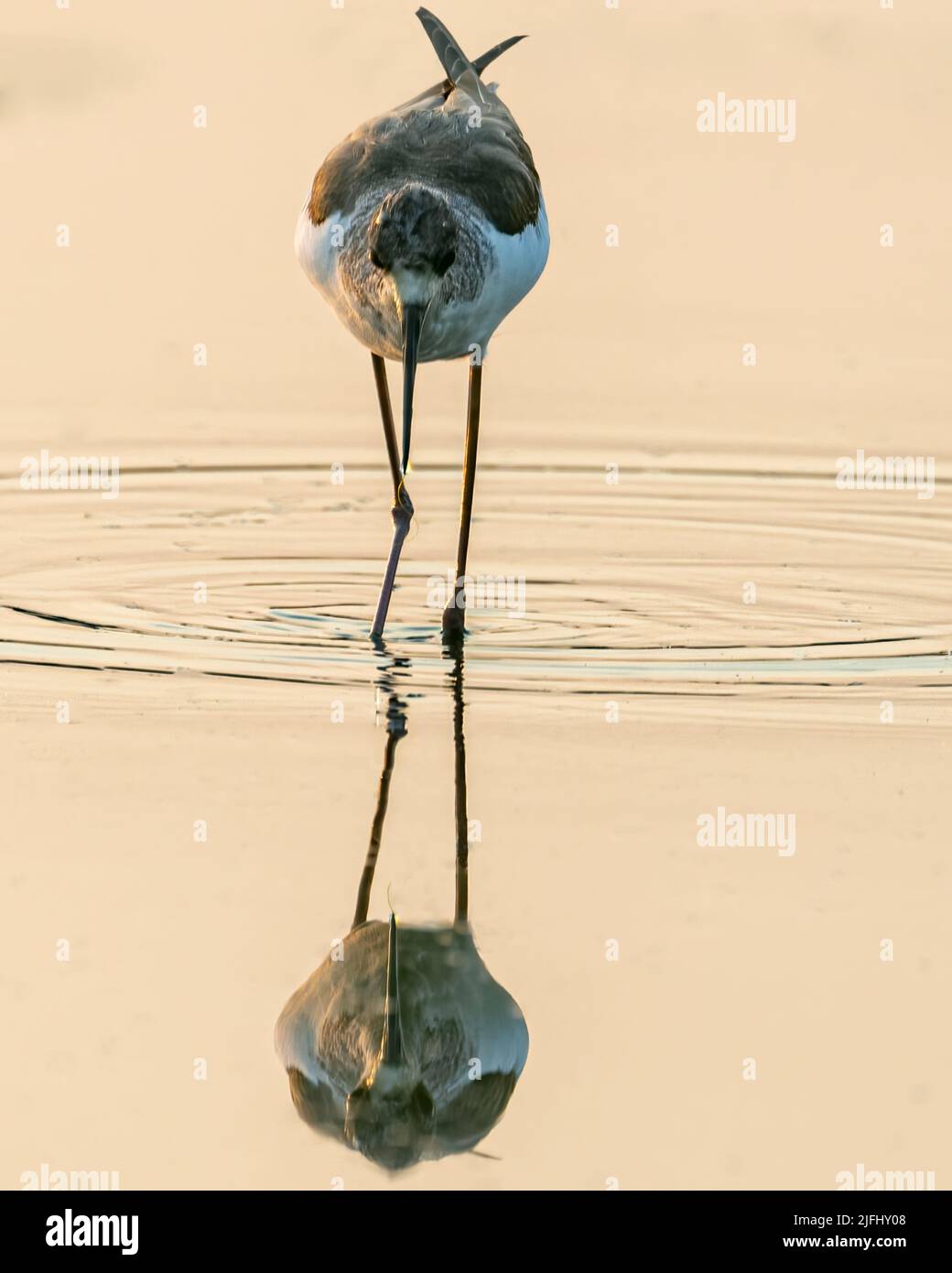 Black Wing Stilt in a lake searching food Stock Photo - Alamy