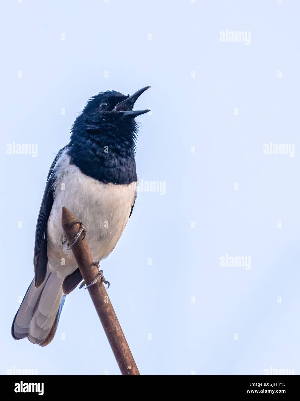 Oriental magpie robin in detail hi-res stock photography and images - Alamy