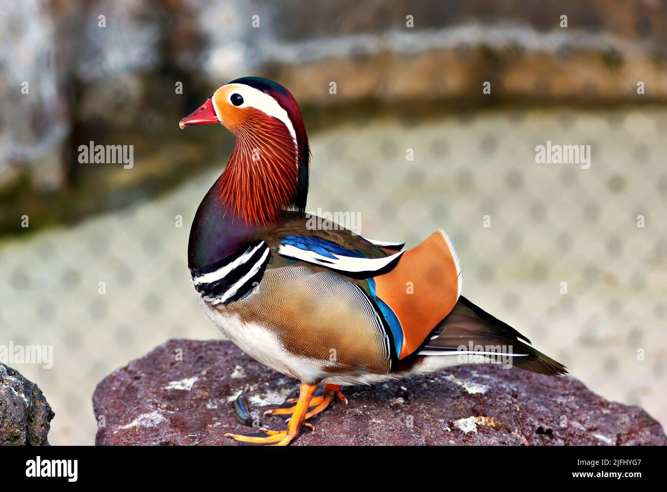 Colorful duck hi-res stock photography and images - Alamy