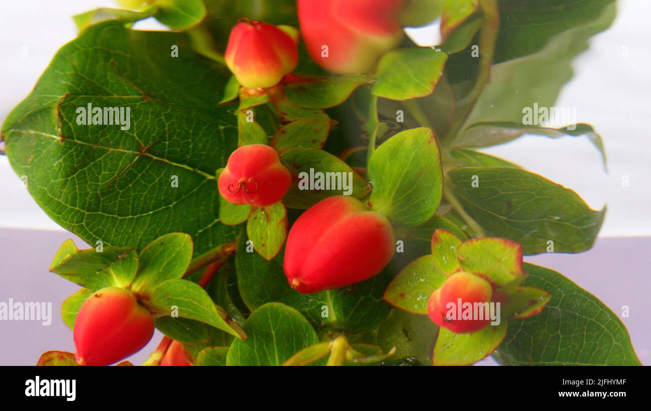 Art shooting of boiling water and flowers.Stock footage.Small flowers ...