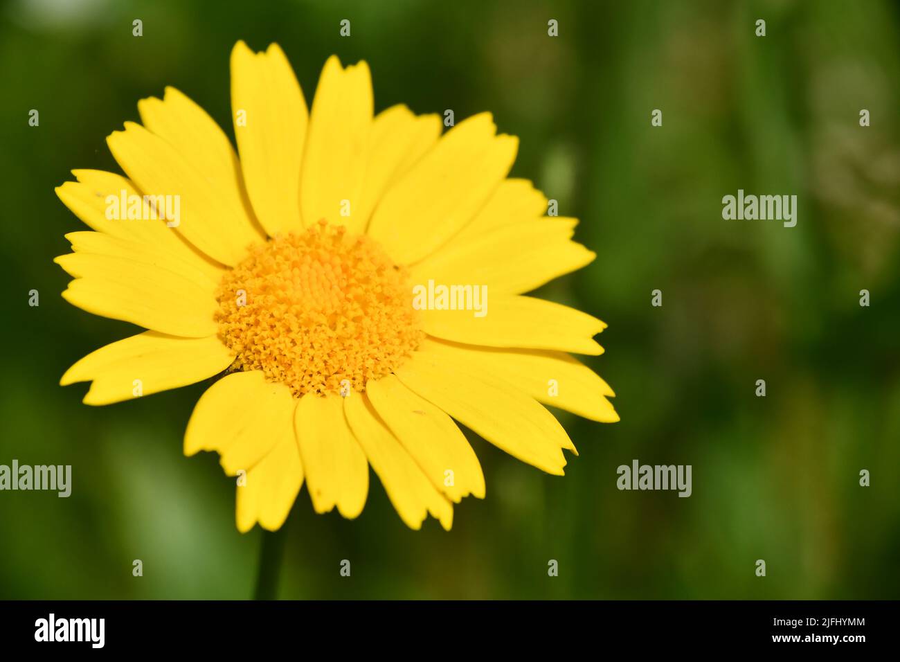 Glebionis segetum, Corn Marigold Stock Photo - Alamy