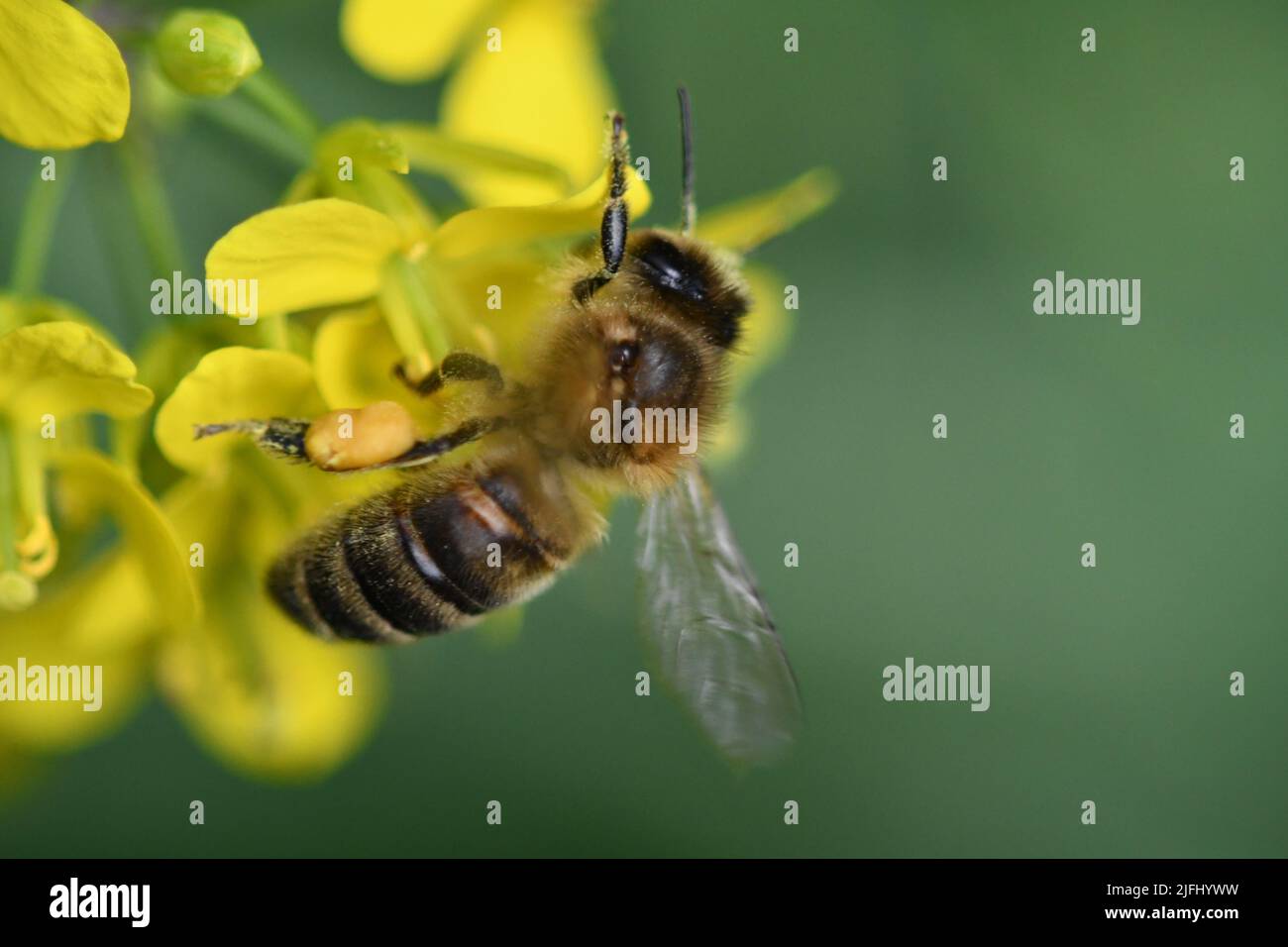 Apis mellifera, Honeybee Stock Photo - Alamy